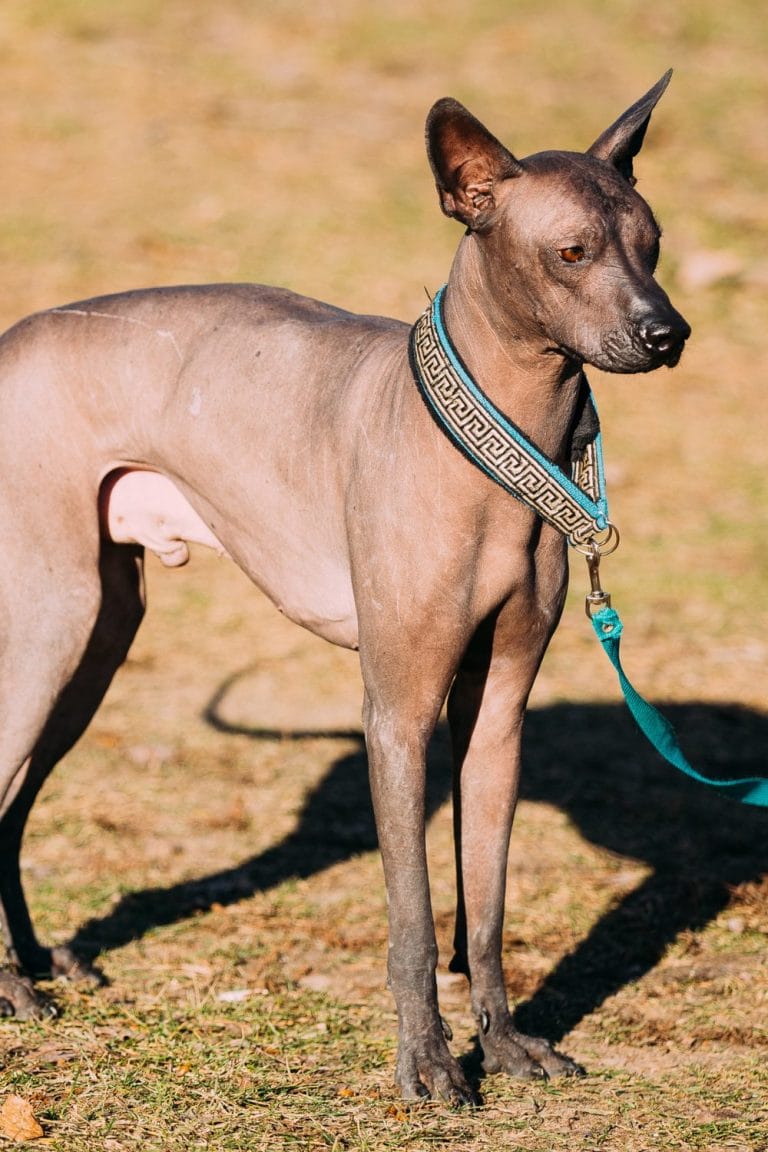 Xolotl Dog Myth: History, Significance, and Care Guide - PetPress