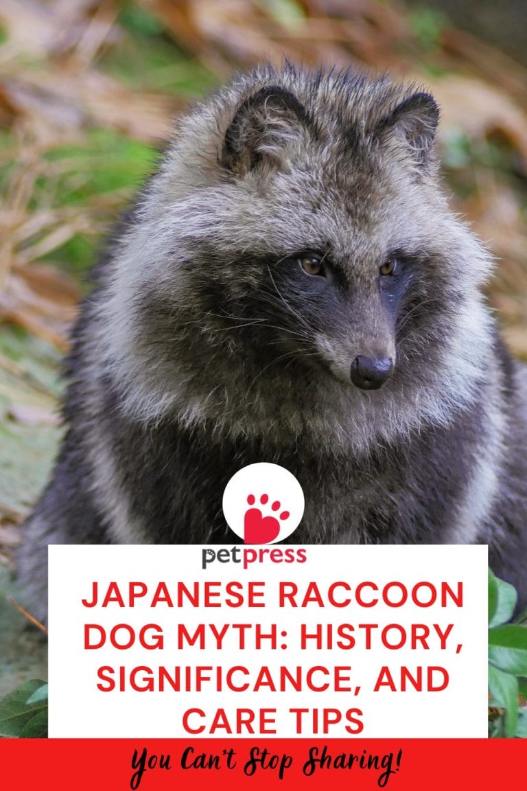 Japanese Raccoon Dog Myth: History, Significance, and Care Tips - PetPress