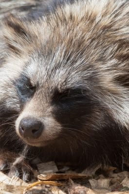 Japanese Raccoon Dog Myth: History, Significance, and Care Tips - PetPress