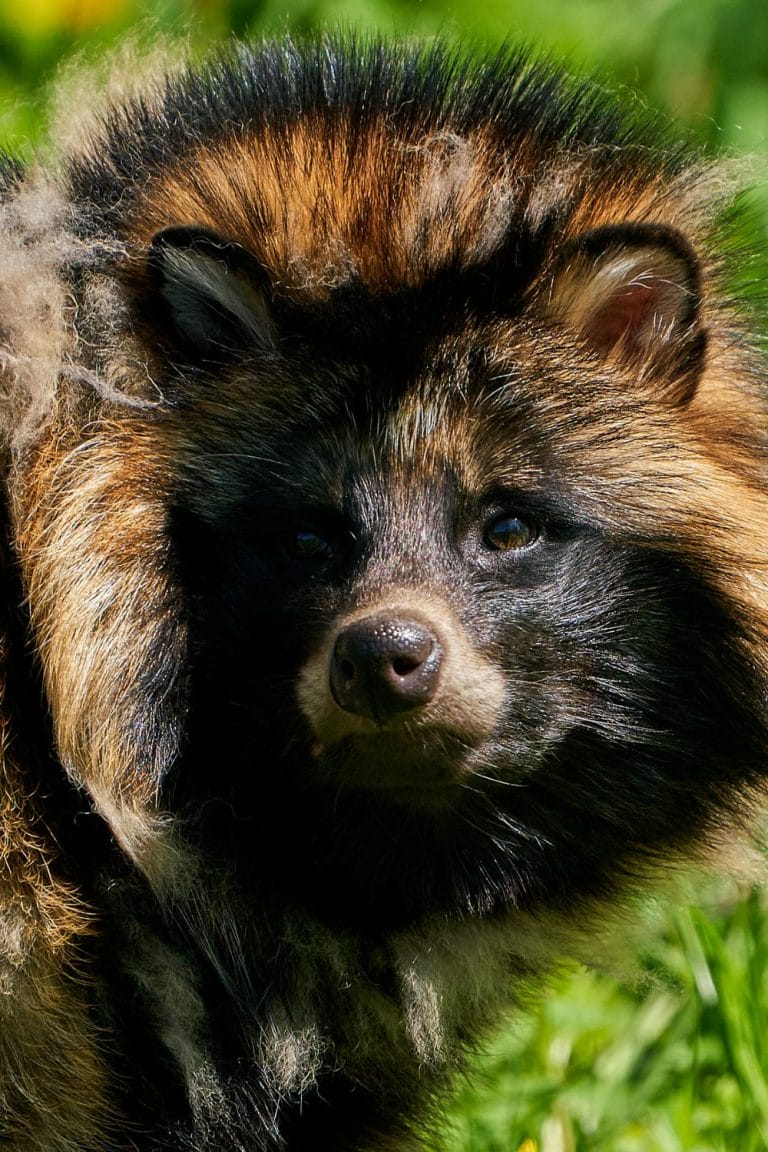 Japanese Raccoon Dog Myth: History, Significance, and Care Tips - PetPress