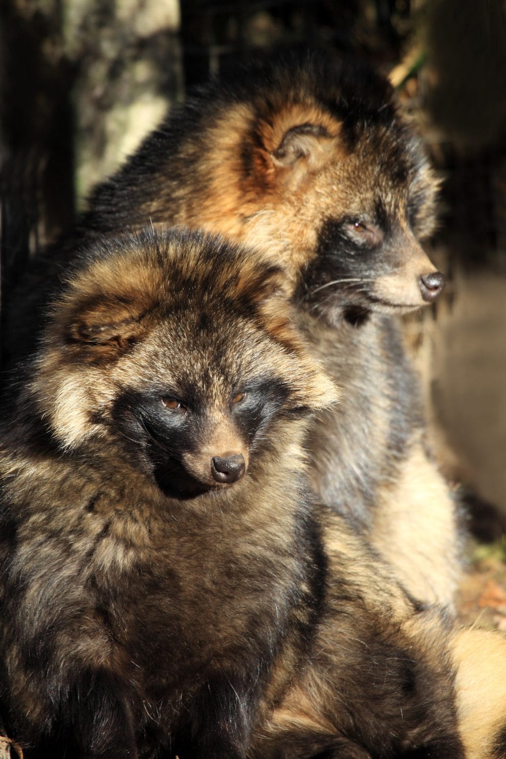 Japanese Raccoon Dog Myth: History, Significance, and Care Tips - PetPress
