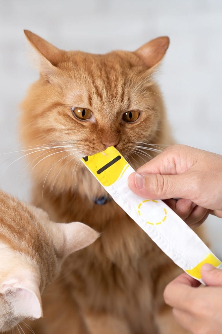 National Cat DNA Day: Feline Genetics on September 19 - PetPress