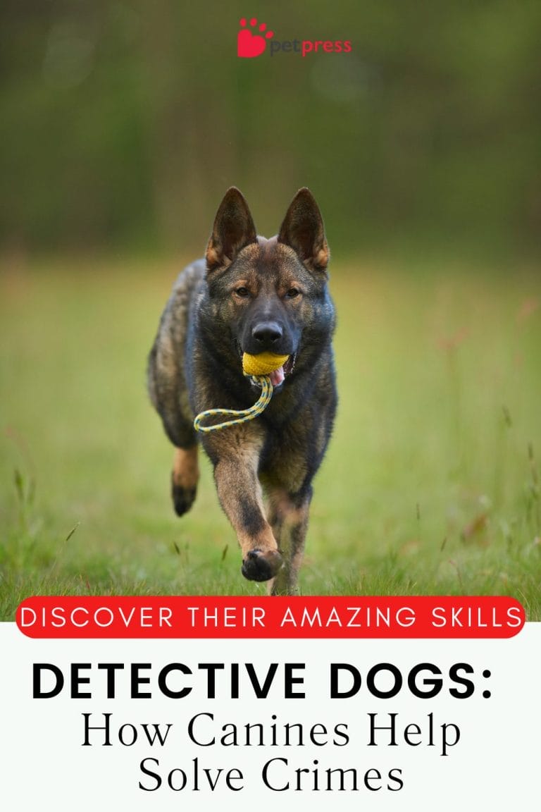 Detective Dogs: How Canines Help Solve Crimes - PetPress