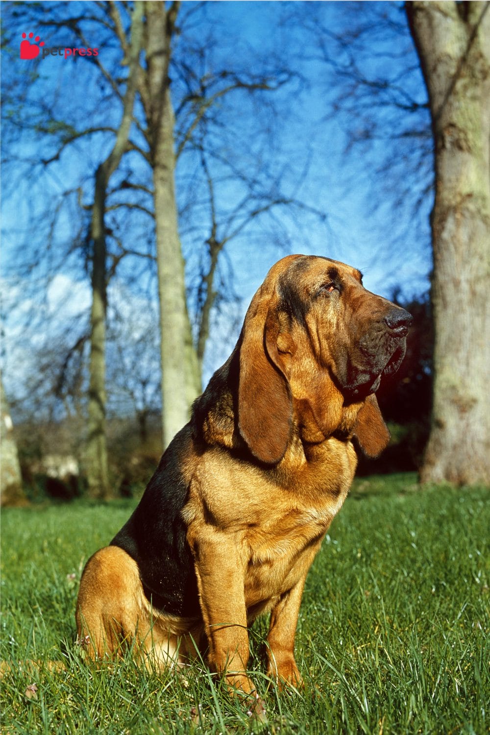 Detective Dogs: How Canines Help Solve Crimes - PetPress