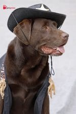 Detective Dogs: How Canines Help Solve Crimes - PetPress