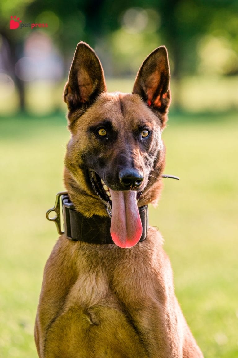 Detective Dogs: How Canines Help Solve Crimes - PetPress