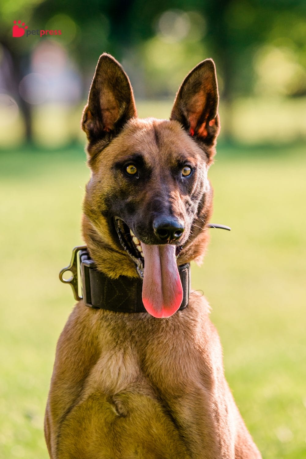 Detective Dogs: How Canines Help Solve Crimes - PetPress