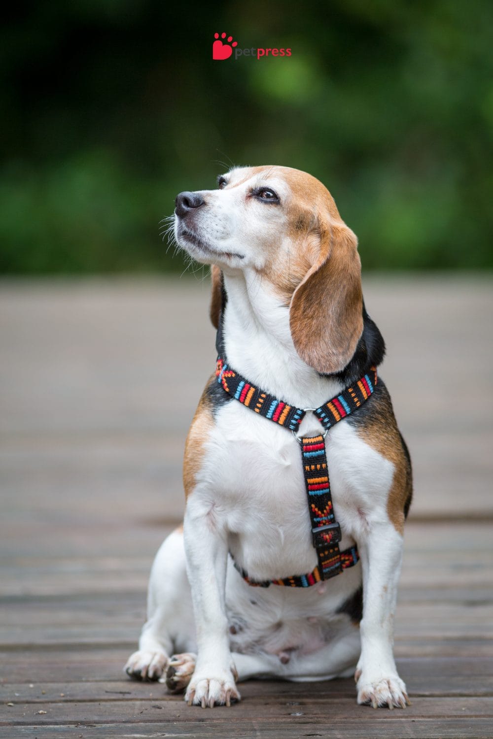 Detective Dogs: How Canines Help Solve Crimes - PetPress