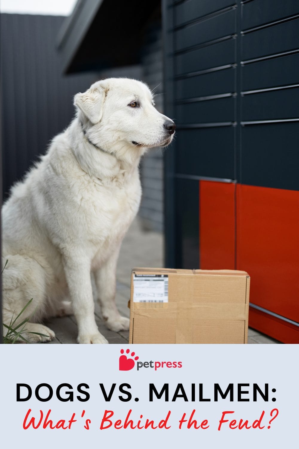 Dogs vs. Mailmen: What's Behind the Feud? - PetPress
