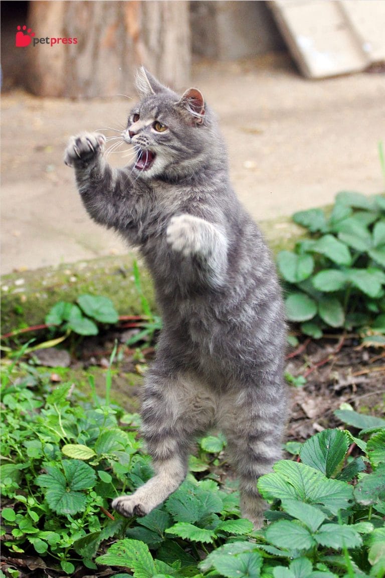 Feline Hyperthyroidism: Early Signs and Modern Treatments - PetPress