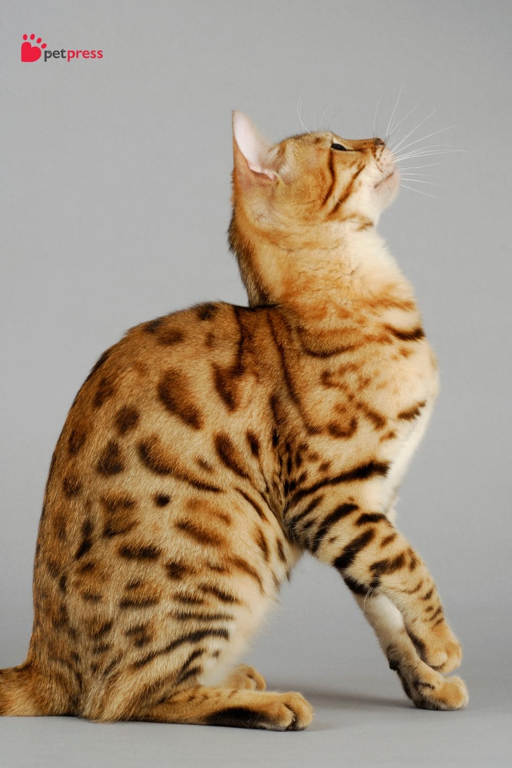 5 Fittest Pet Breeds: Who Would Rule a Post-apocalyptic World? - PetPress