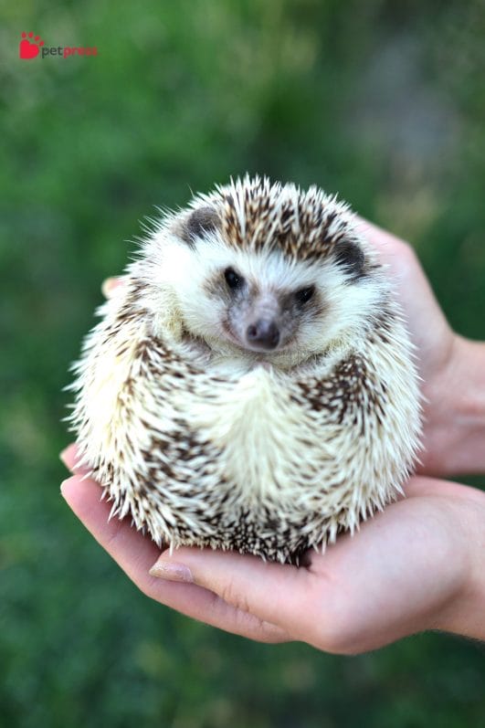 The World’s Most Exotic Pets and Where They’re Legal - PetPress