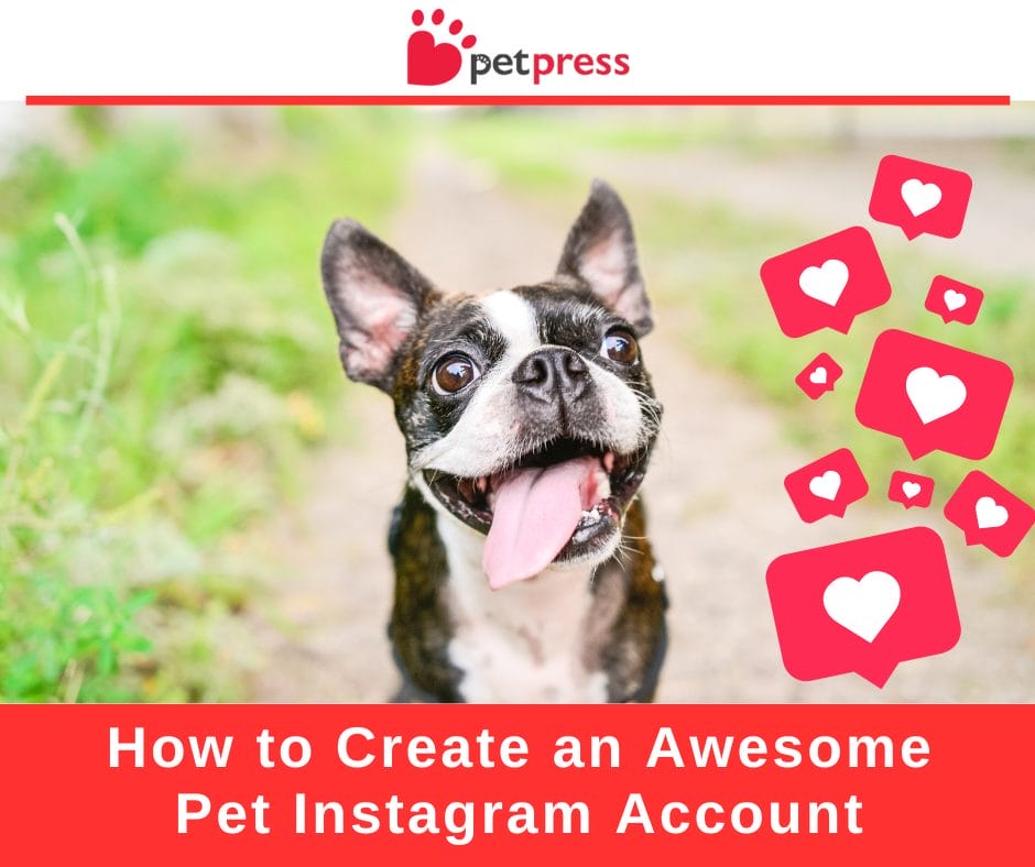 How to Create an Awesome Pet Instagram Account - PetPress