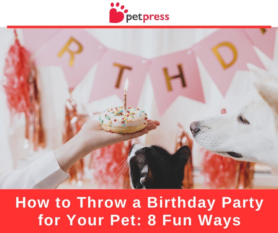 How to Throw a Birthday Party for Your Pet: 8 Fun Ways - PetPress
