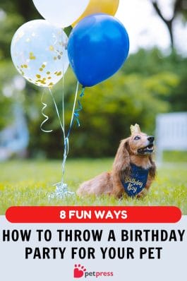 How to Throw a Birthday Party for Your Pet: 8 Fun Ways - PetPress
