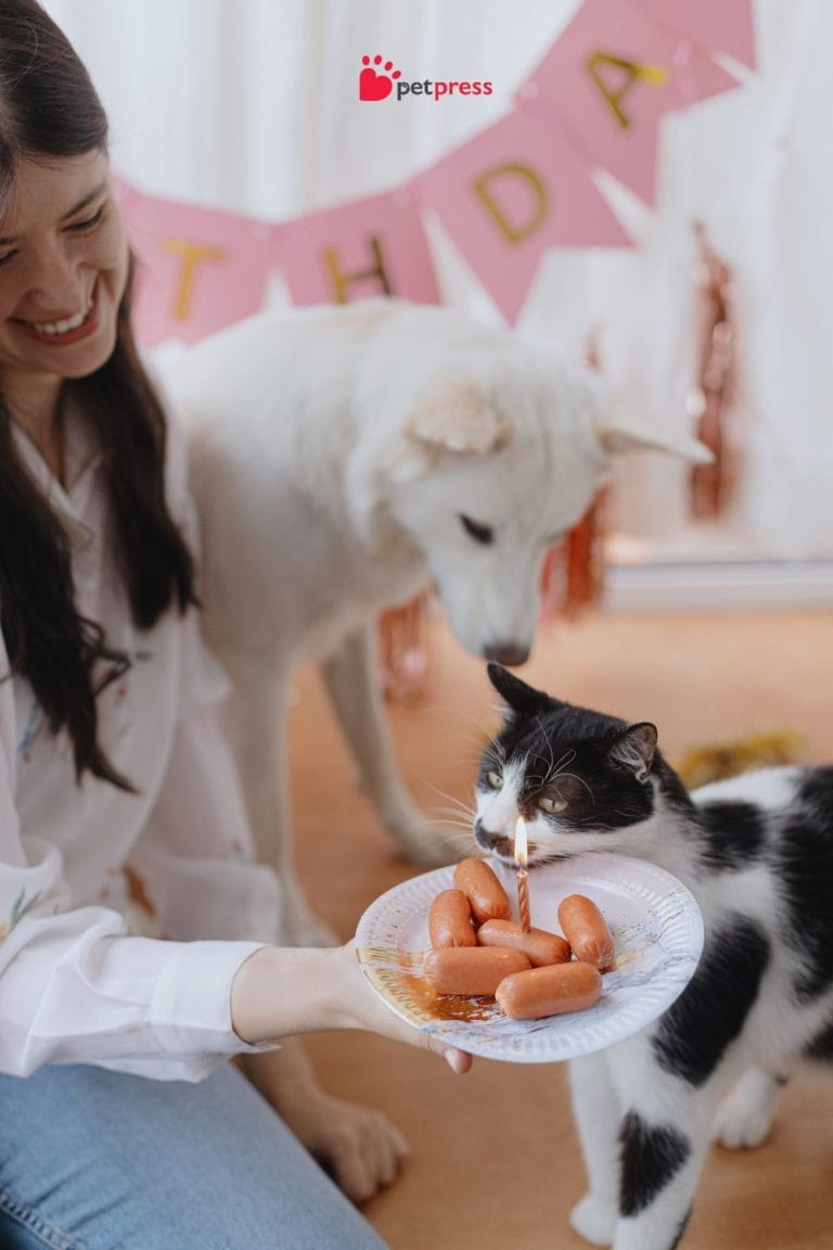 How to Throw a Birthday Party for Your Pet: 8 Fun Ways - PetPress