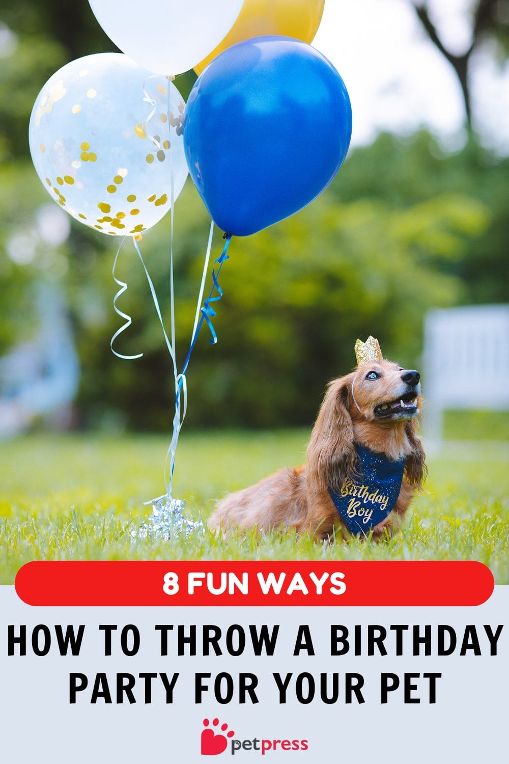 How to Throw a Birthday Party for Your Pet: 8 Fun Ways - PetPress
