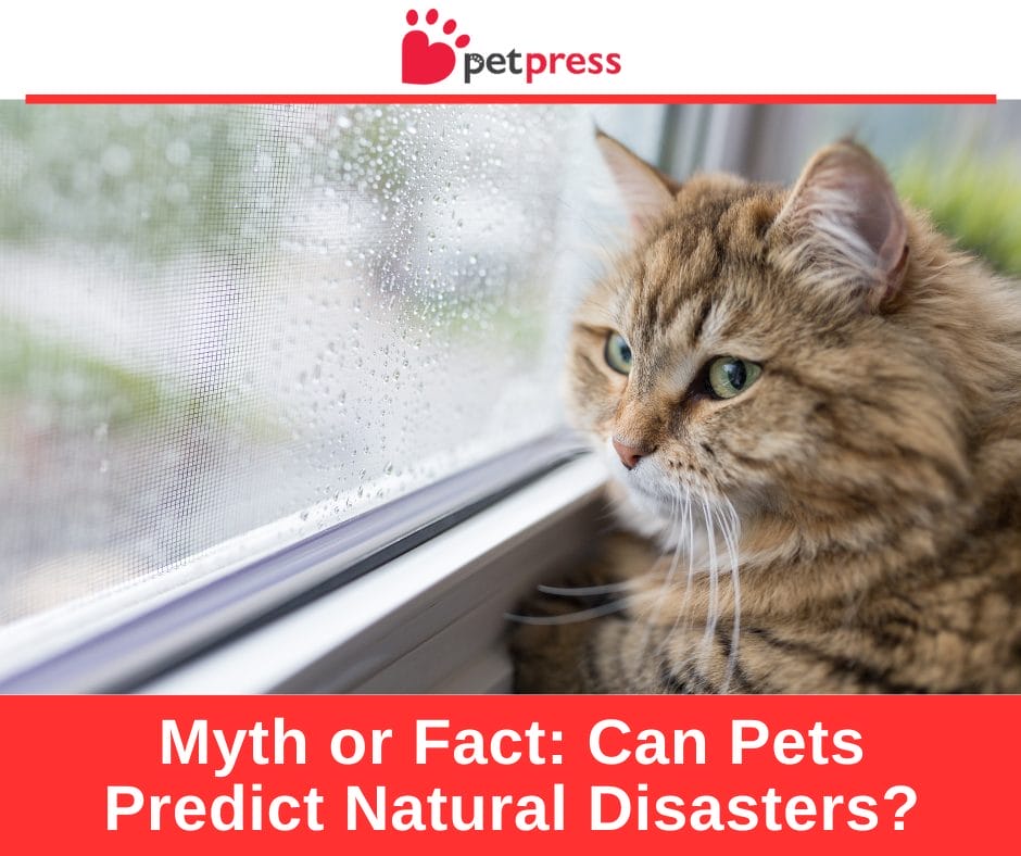 Myth or Fact: Can Pets Predict Natural Disasters? - PetPress