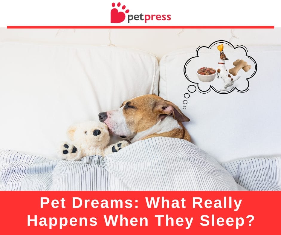 Pet Dreams: What Really Happens When They Sleep? - PetPress