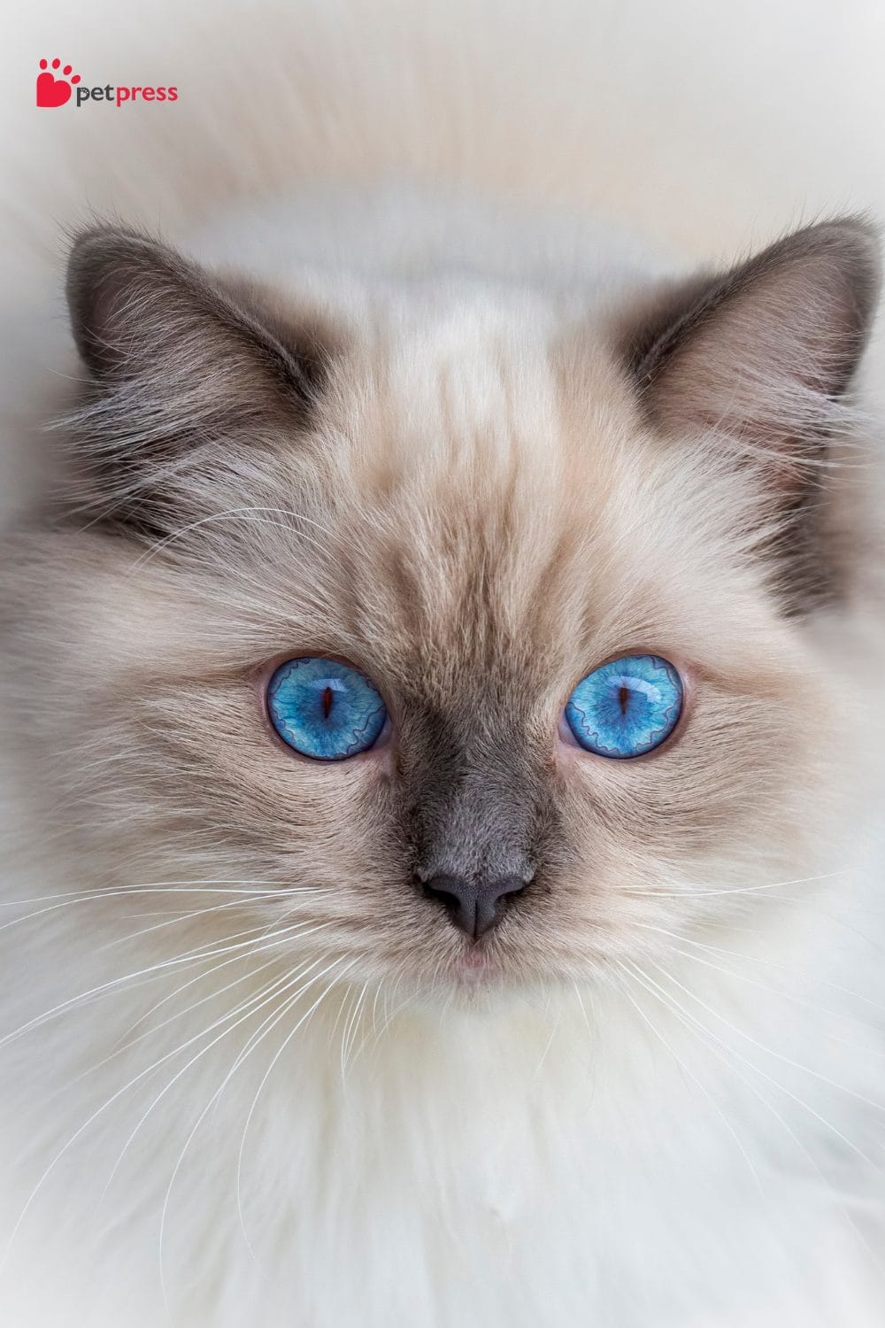 How to Create an Awesome Pet Instagram Account - PetPress