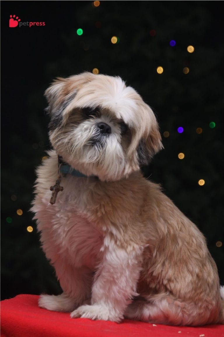 How to Create an Awesome Pet Instagram Account - PetPress
