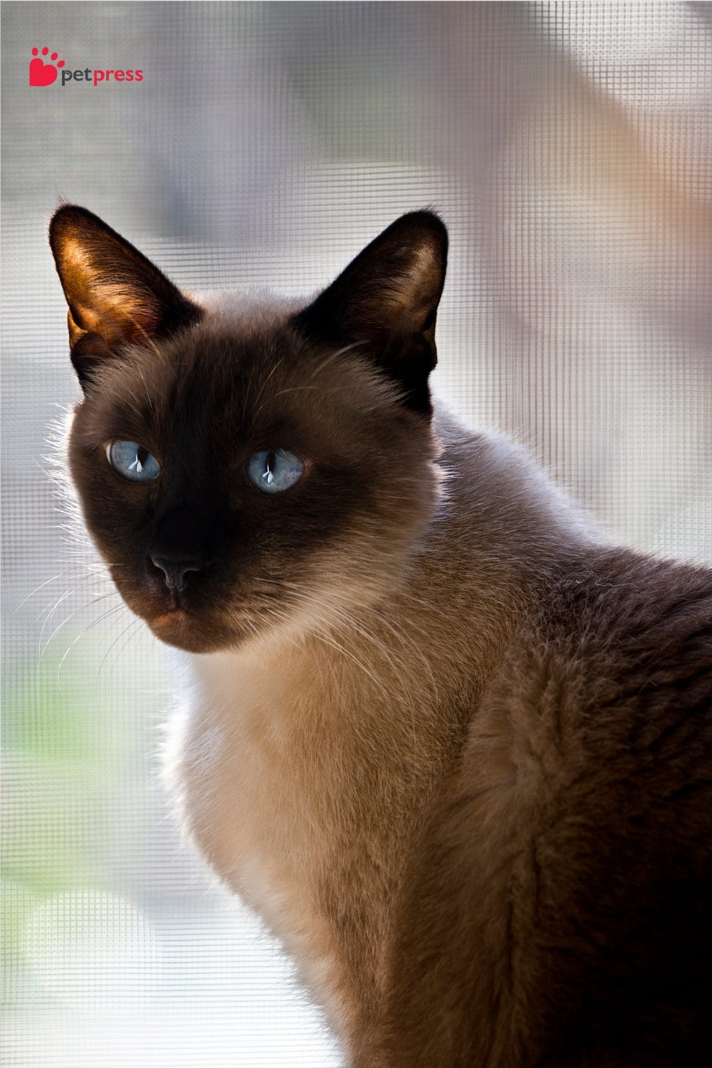 10 Pets That Live the Longest: Invest in a Lifelong Friend - PetPress