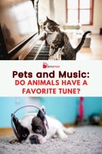 Pets and Music: Do Animals Have a Favorite Tune? - PetPress