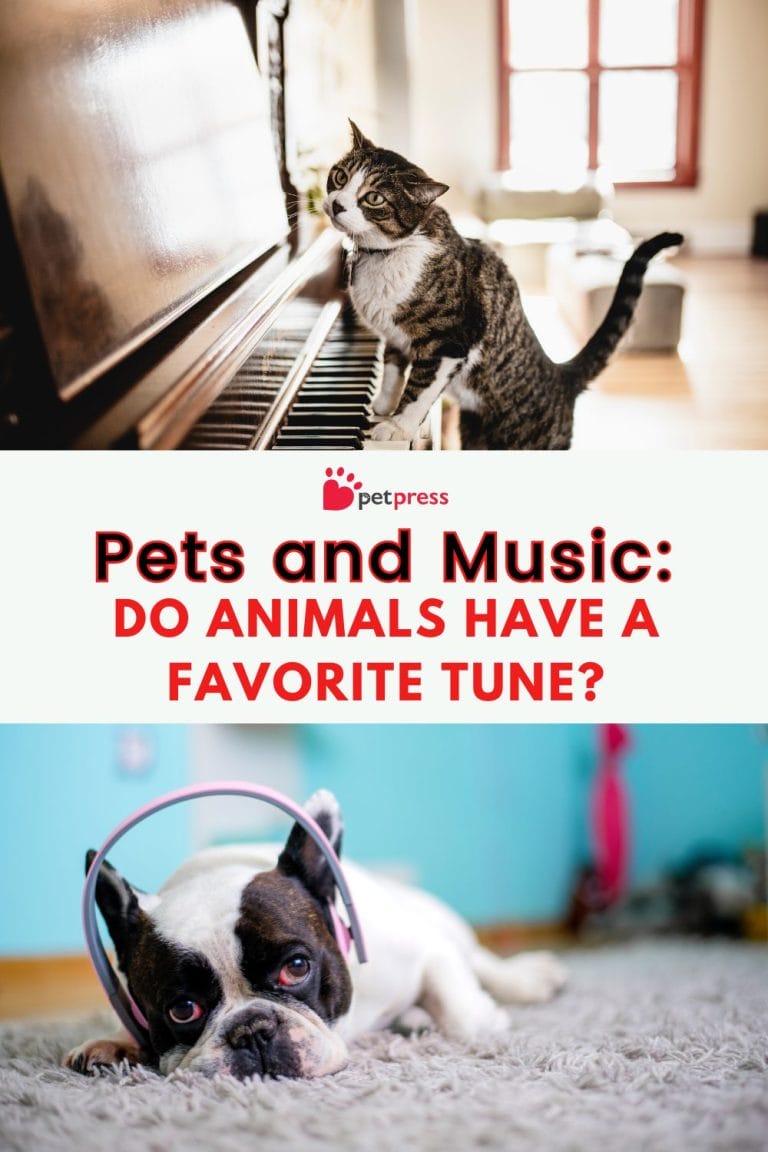 Pets and Music: Do Animals Have a Favorite Tune? - PetPress