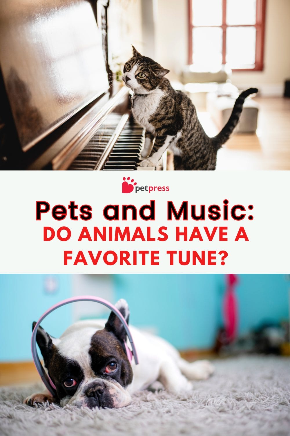 Pets and Music: Do Animals Have a Favorite Tune? - PetPress