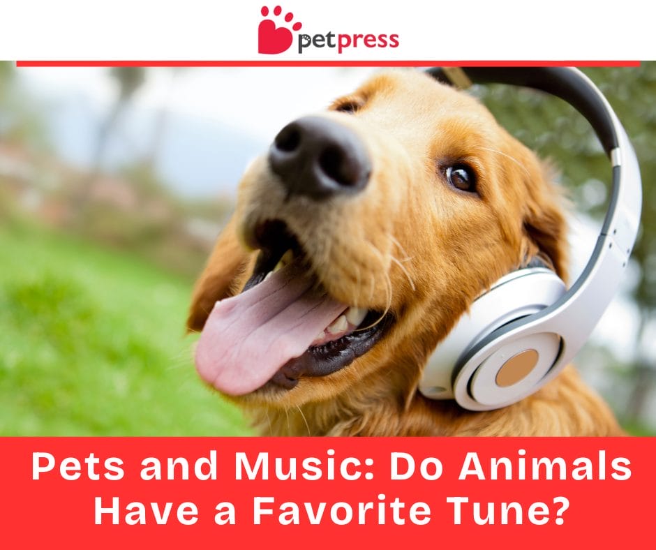 Pets and Music: Do Animals Have a Favorite Tune? - PetPress