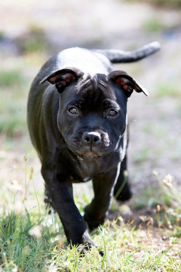 Nanny Dog Myth: Let's Find Out The Facts - PetPress