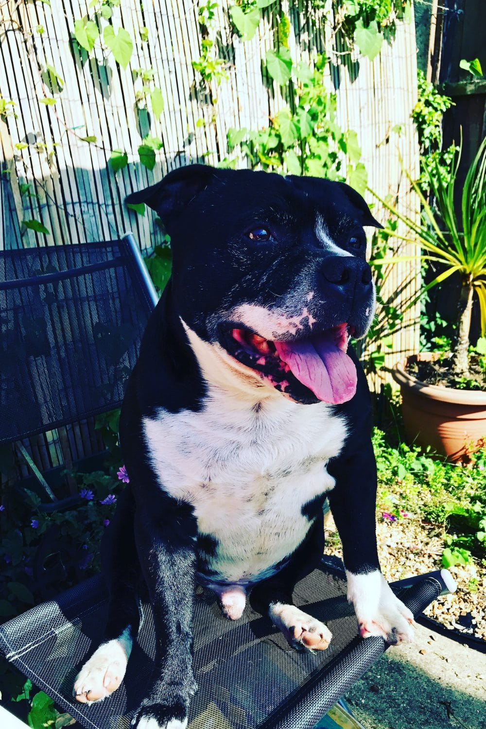 Nanny Dog Myth: Let's Find Out The Facts - PetPress