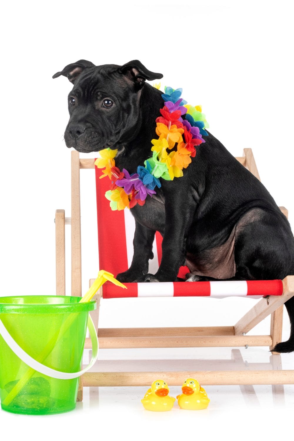 Nanny Dog Myth: Let's Find Out The Facts - PetPress