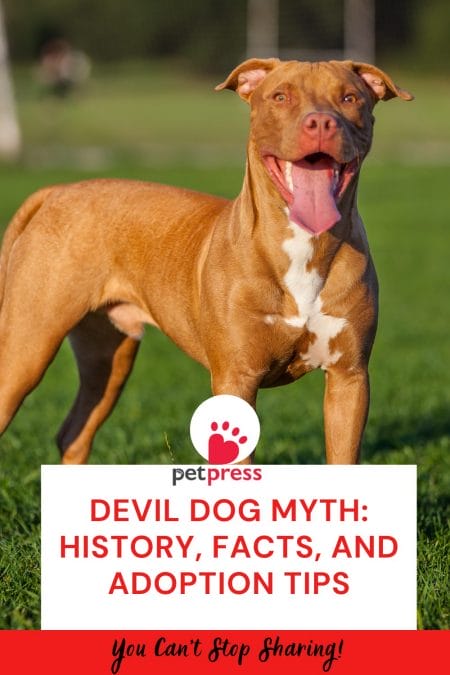 Devil Dog Myth: History, Facts, and Adoption Tips - PetPress