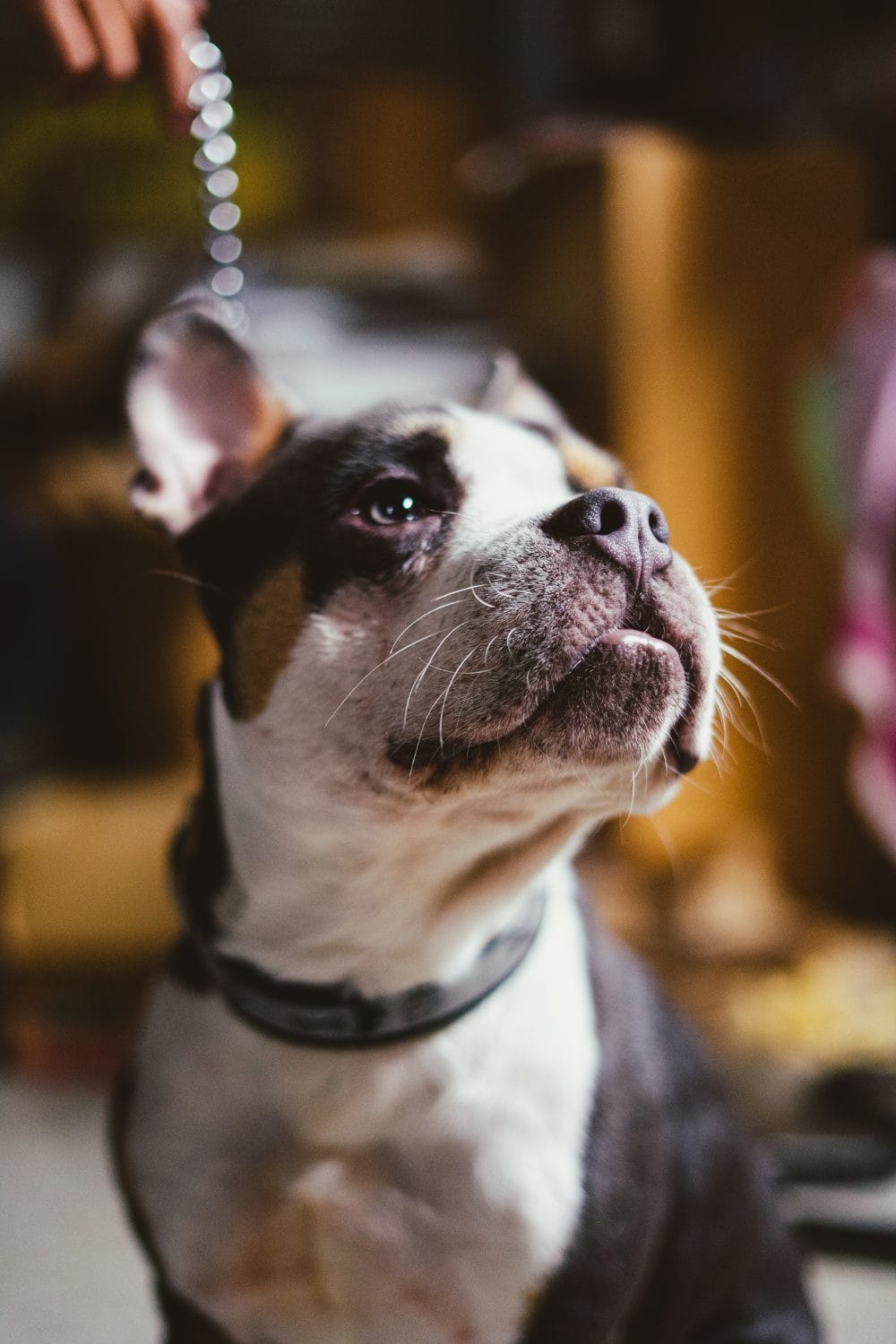 Devil Dog Myth: History, Facts, and Adoption Tips - PetPress