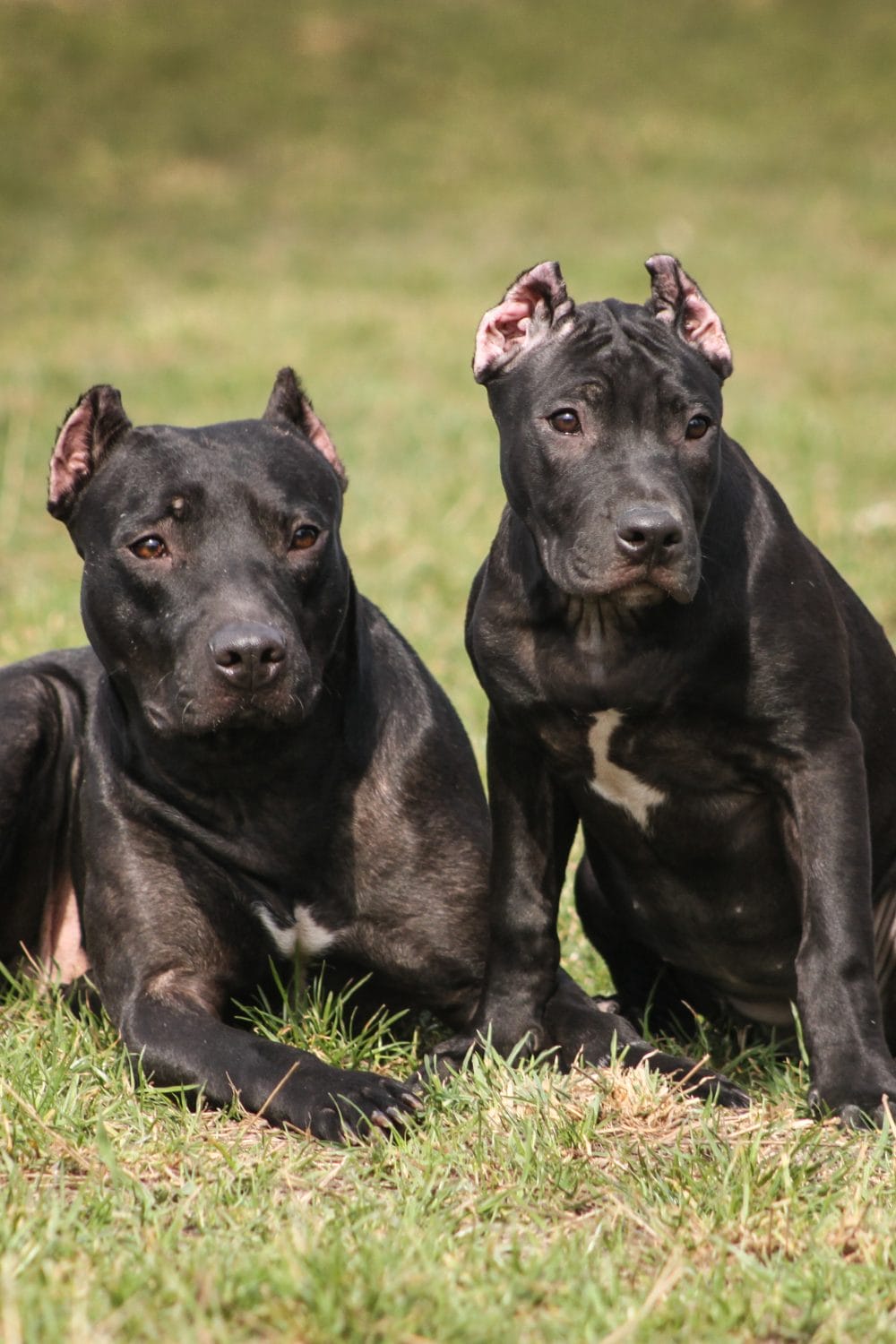 Devil Dog Myth: History, Facts, and Adoption Tips - PetPress