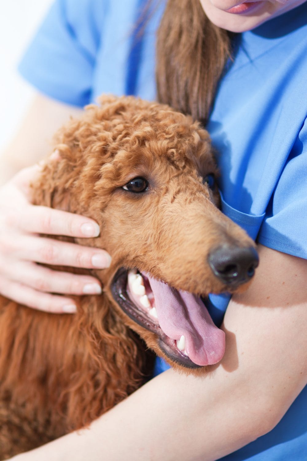 Animal Pain Awareness Month: Understanding and Animal Pain - PetPress