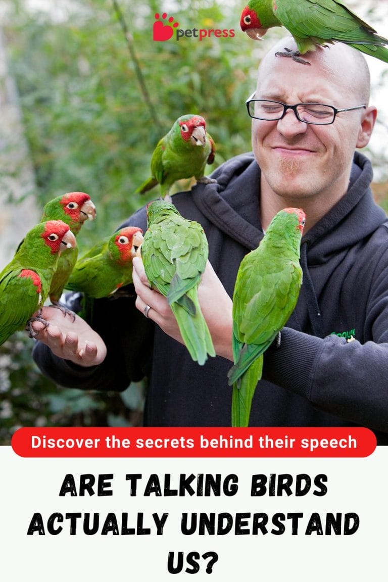 Are Talking Birds Actually Understand Us? - PetPress