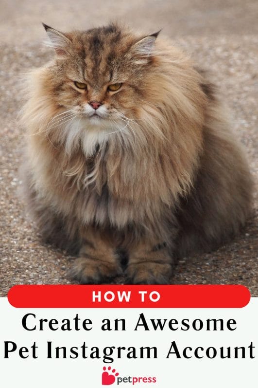 How to Create an Awesome Pet Instagram Account - PetPress