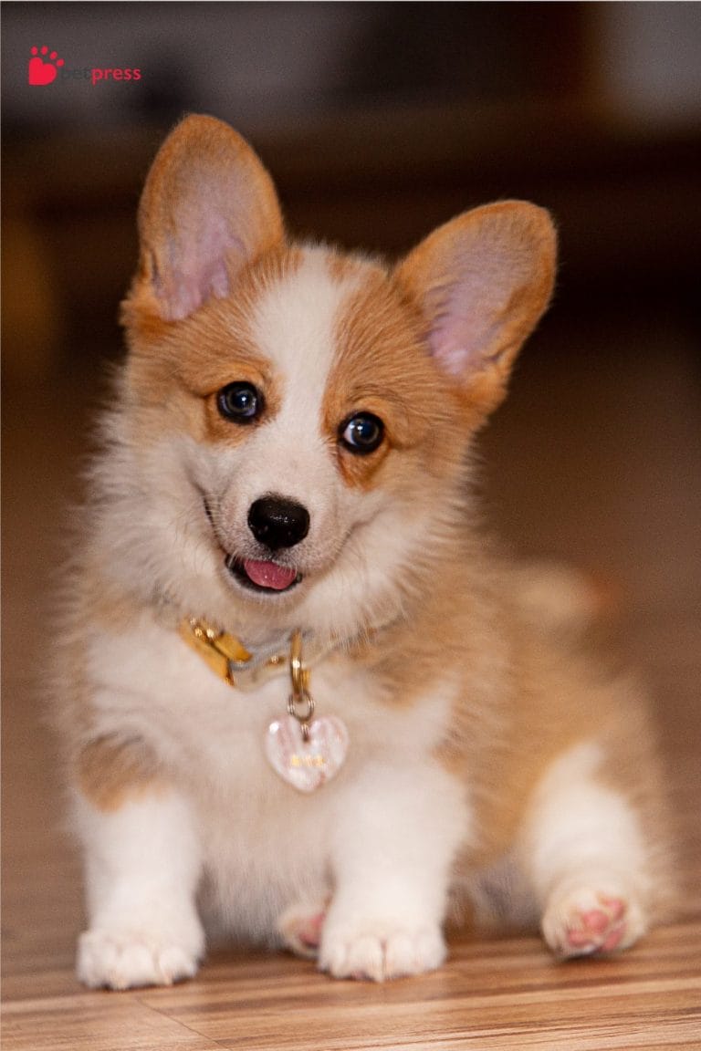 The Art of Naming a Pet: Trends and Tips - PetPress