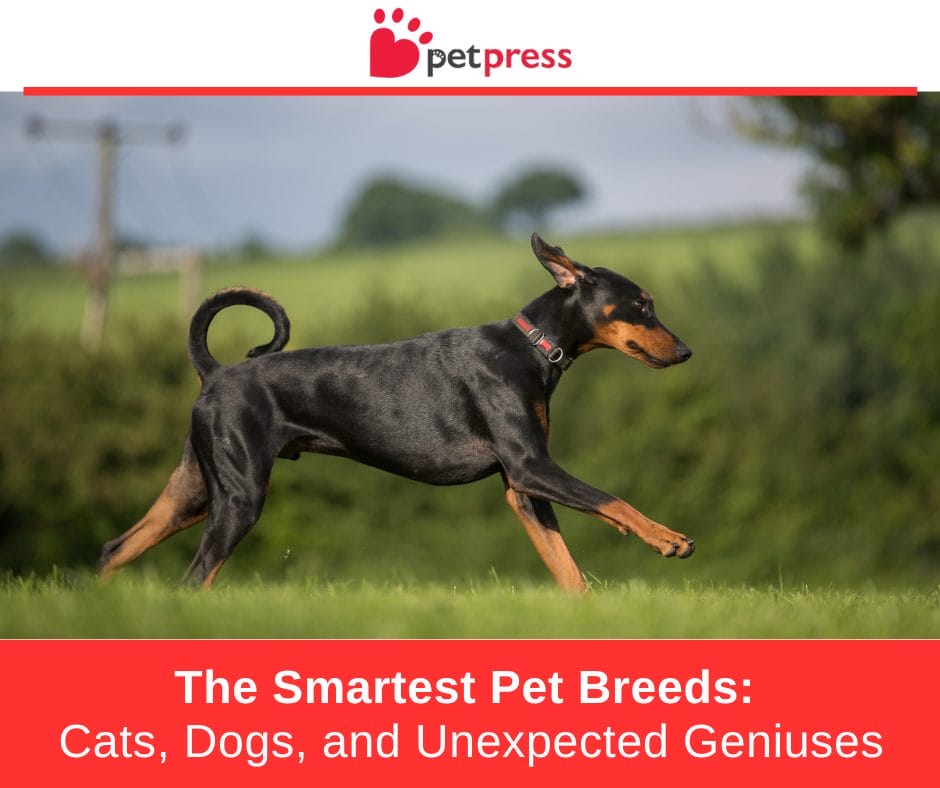 The Smartest Pet Breeds: Cats, Dogs, and Unexpected Geniuses - PetPress