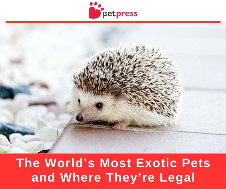 The World’s Most Exotic Pets and Where They’re Legal - PetPress