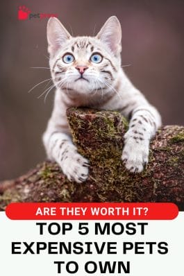 Top 5 Most Expensive Pets to Own: Are They Worth It? - PetPress