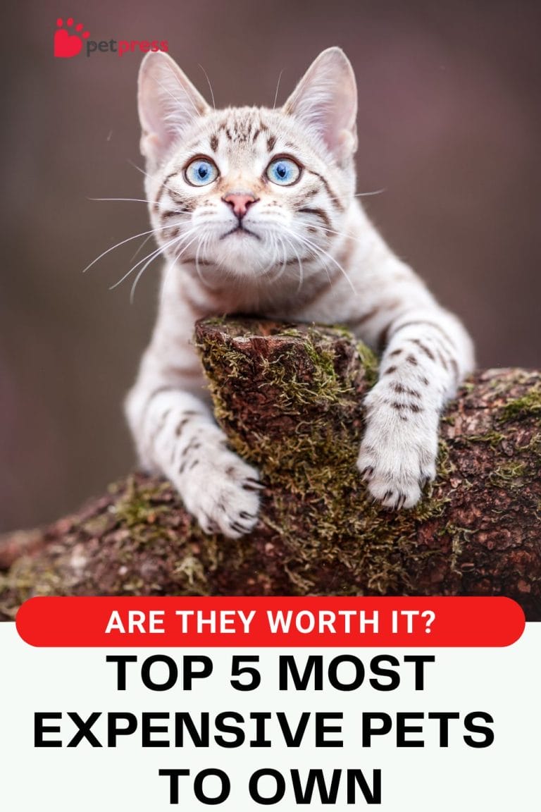 Top 5 Most Expensive Pets to Own: Are They Worth It? - PetPress