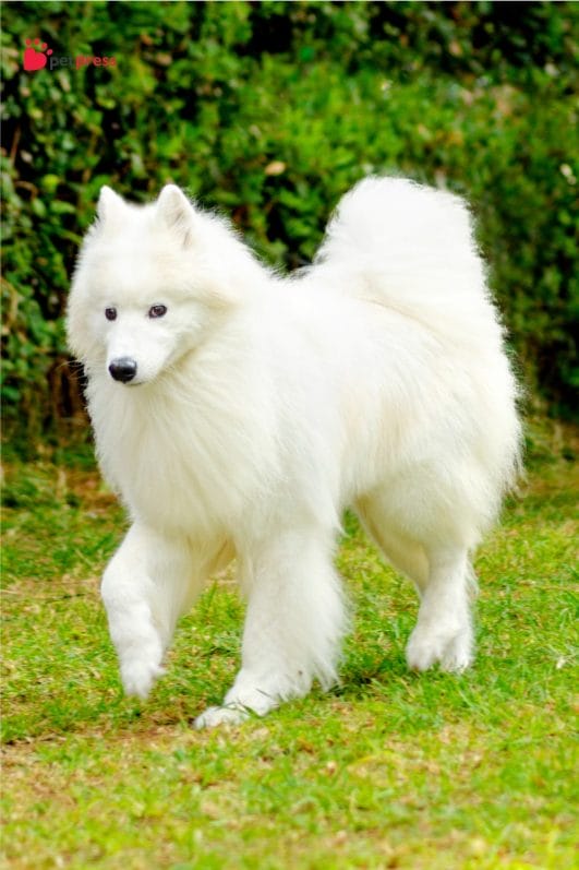 Top 5 Most Expensive Pets to Own: Are They Worth It? - PetPress