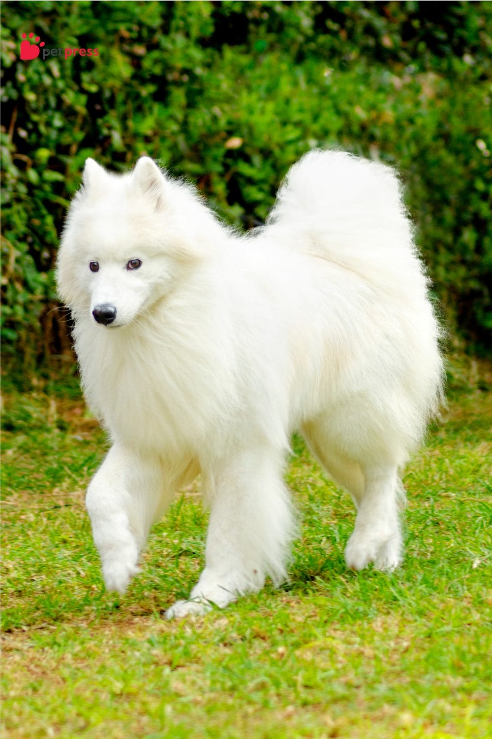 Top 5 Most Expensive Pets to Own: Are They Worth It? - PetPress