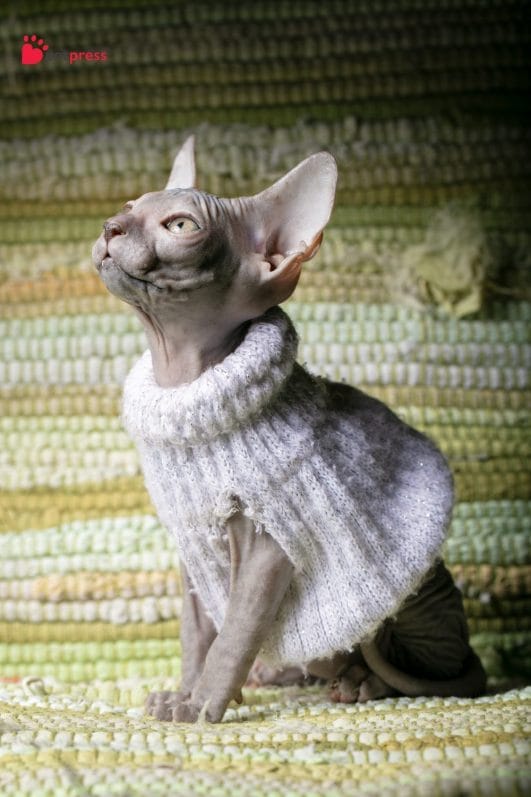 Top 5 Most Expensive Pets to Own: Are They Worth It? - PetPress