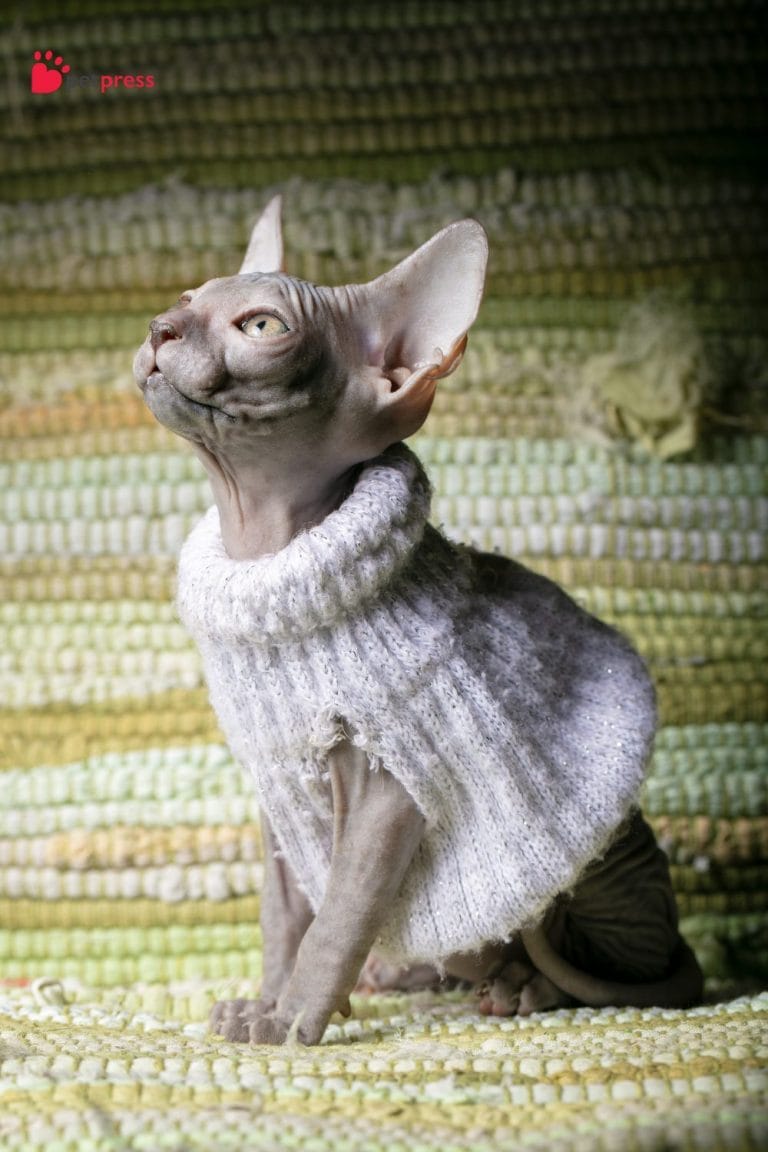 Top 5 Most Expensive Pets to Own: Are They Worth It? - PetPress