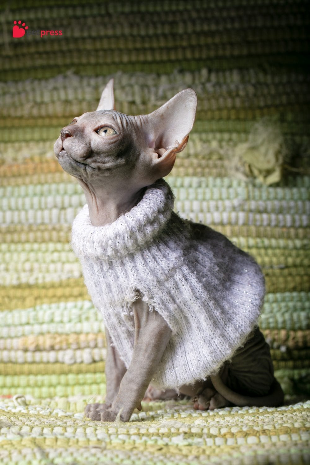 Top 5 Most Expensive Pets to Own: Are They Worth It? - PetPress