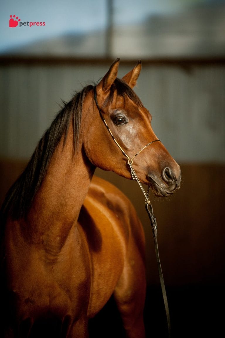 Top 5 Most Expensive Pets to Own: Are They Worth It? - PetPress